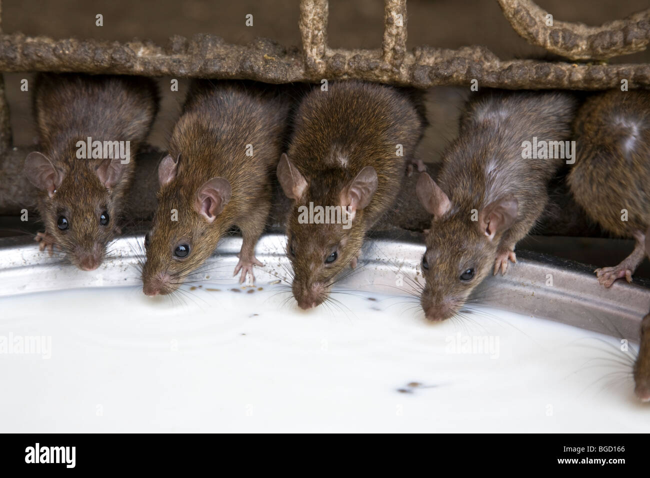 Rats drinking milk offered by hindu devotees. Karni Mata Temple ...