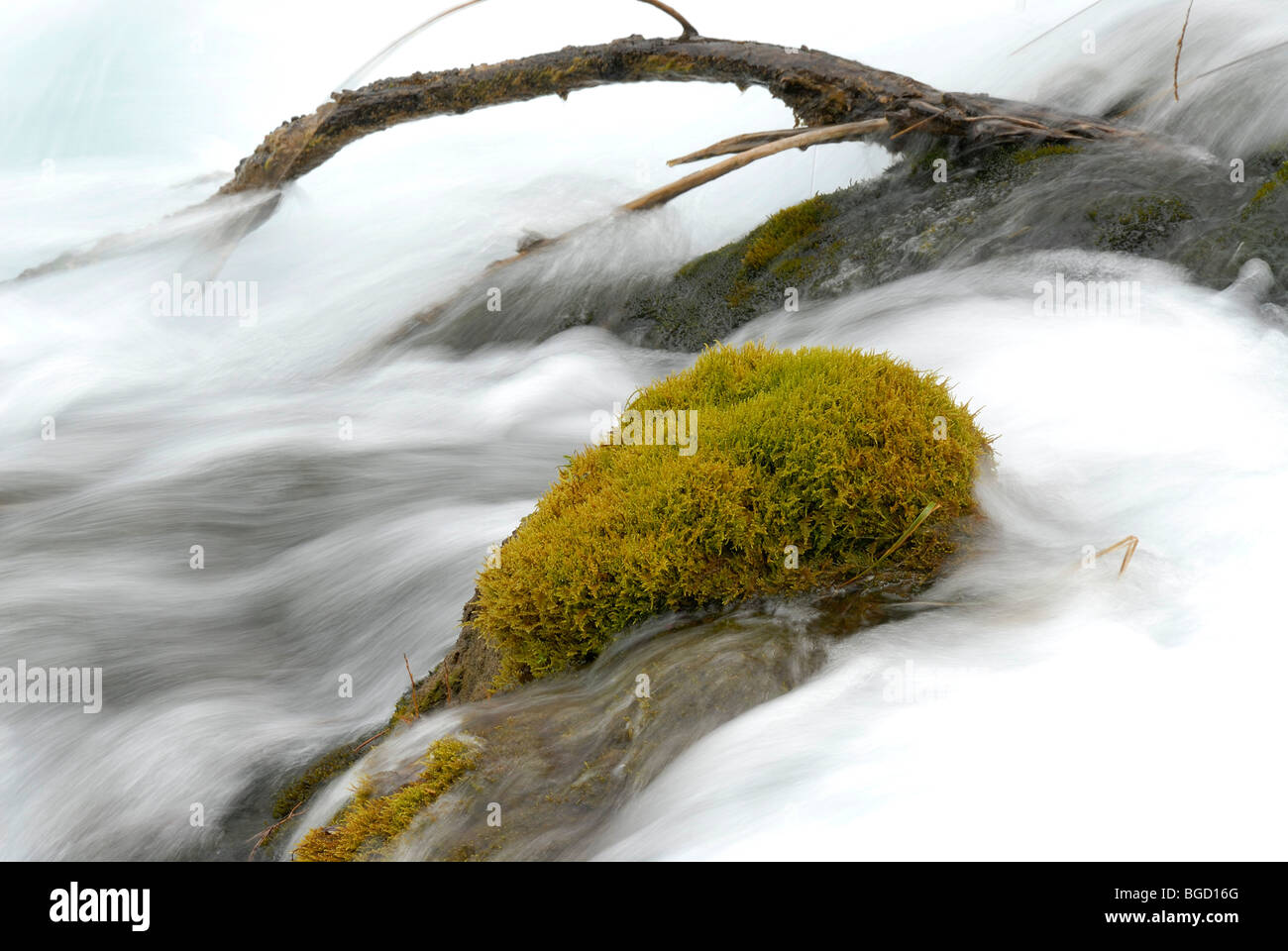 Waterfall and fresh green moss, foaming white fast-flowing water in the ...
