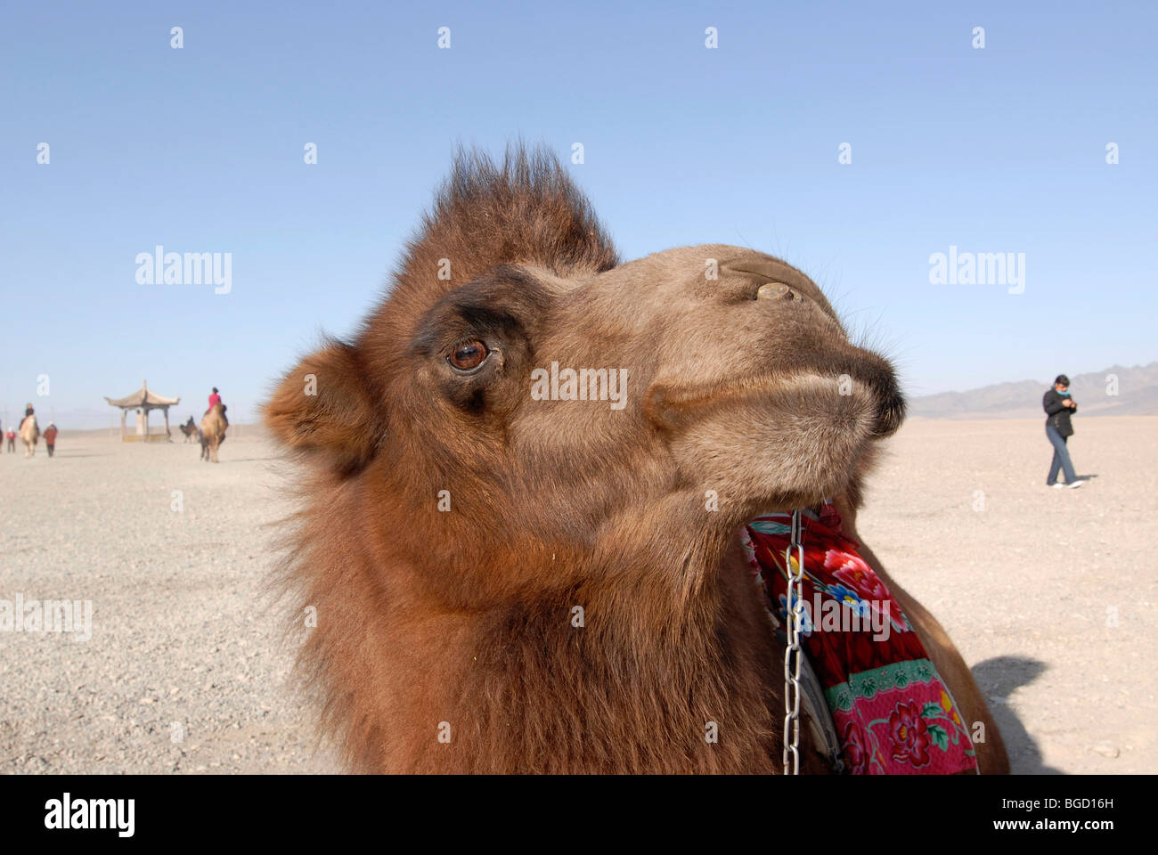Chinese wild silk hi-res stock photography and images - Alamy