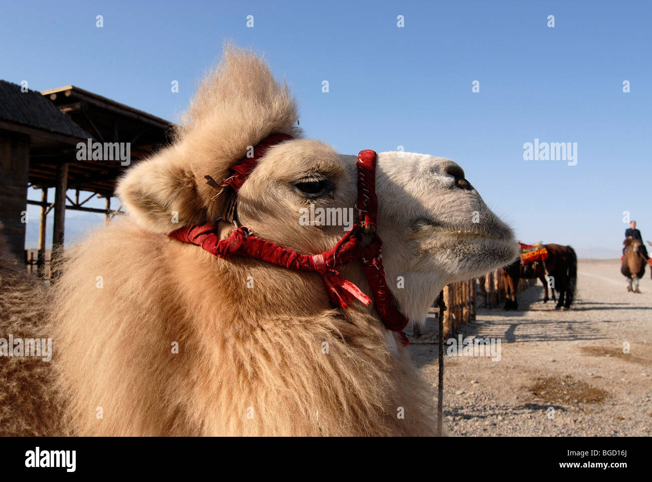 White camel with red bridle and winter coat, Jiayuguan Fortress, Silk ...