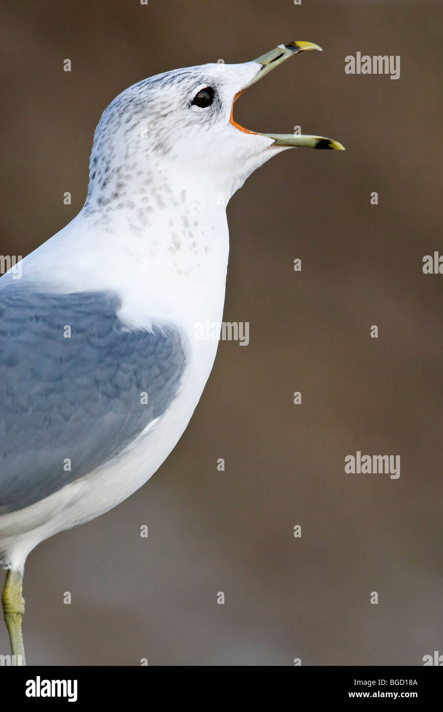 Adult gull hi-res stock photography and images - Alamy