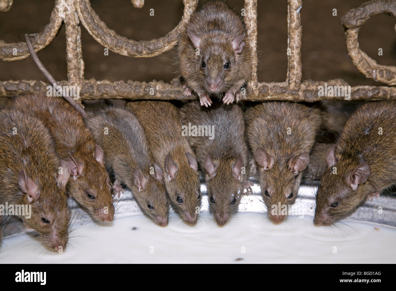 Rats drinking milk offered by hindu devotees. Karni Mata Temple ...