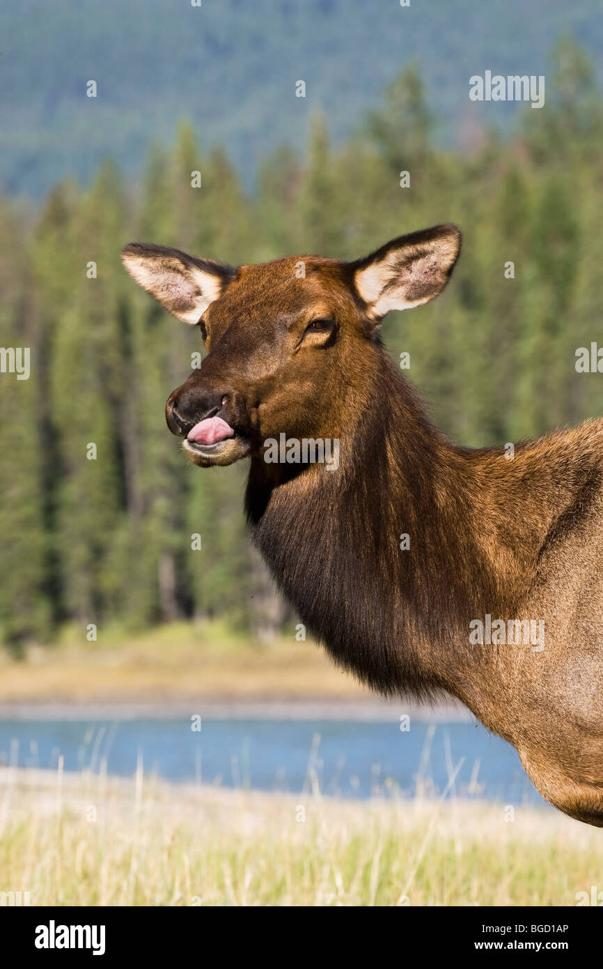 Female elk hi-res stock photography and images - Alamy