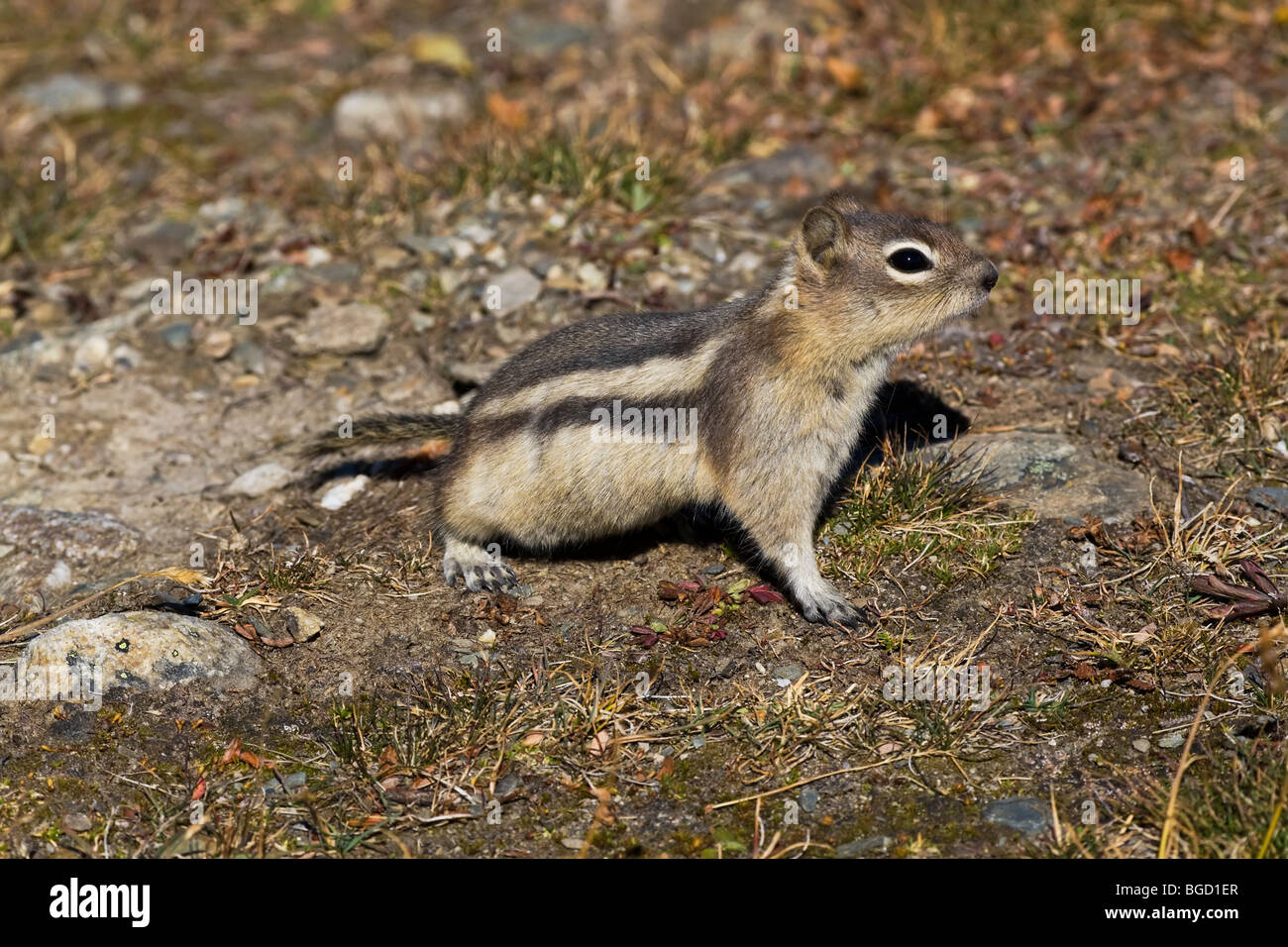 An adult golden mantled ground squirrel hi-res stock photography and ...
