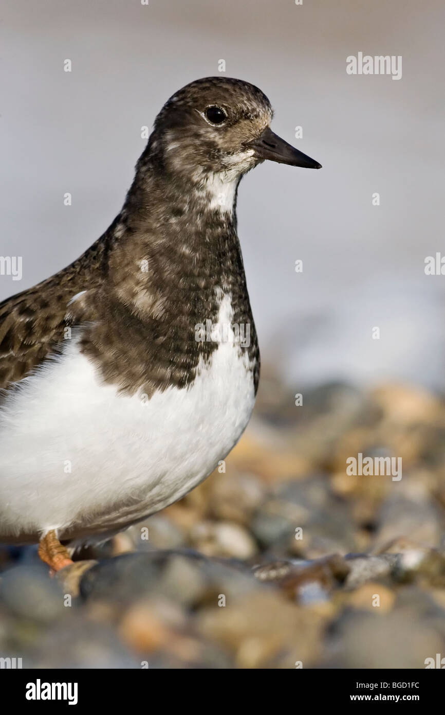 A close up study of an adult winter plumage Turnstone/ Ruddy Turnstone ...