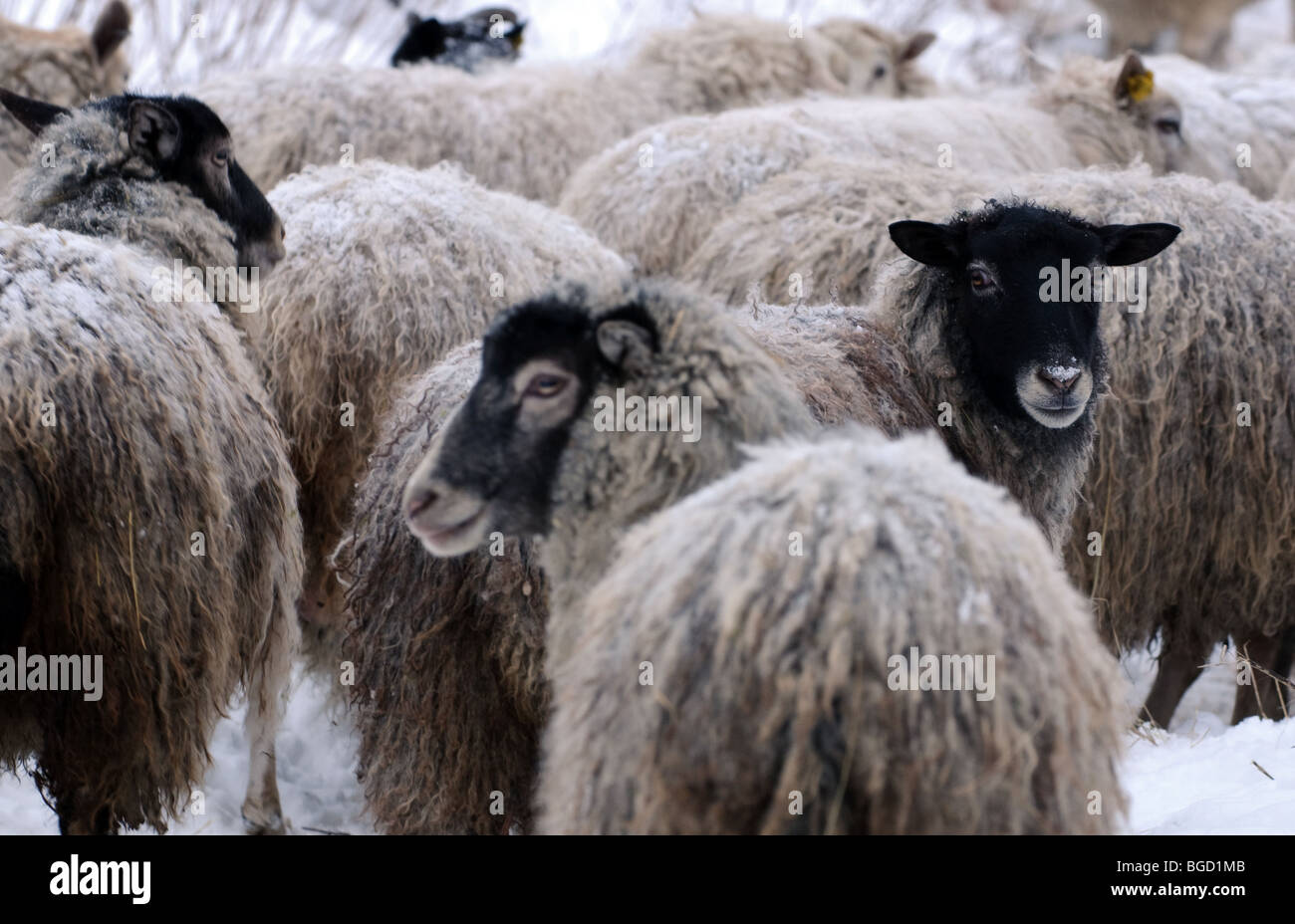 Snowy sheep face hi-res stock photography and images - Alamy