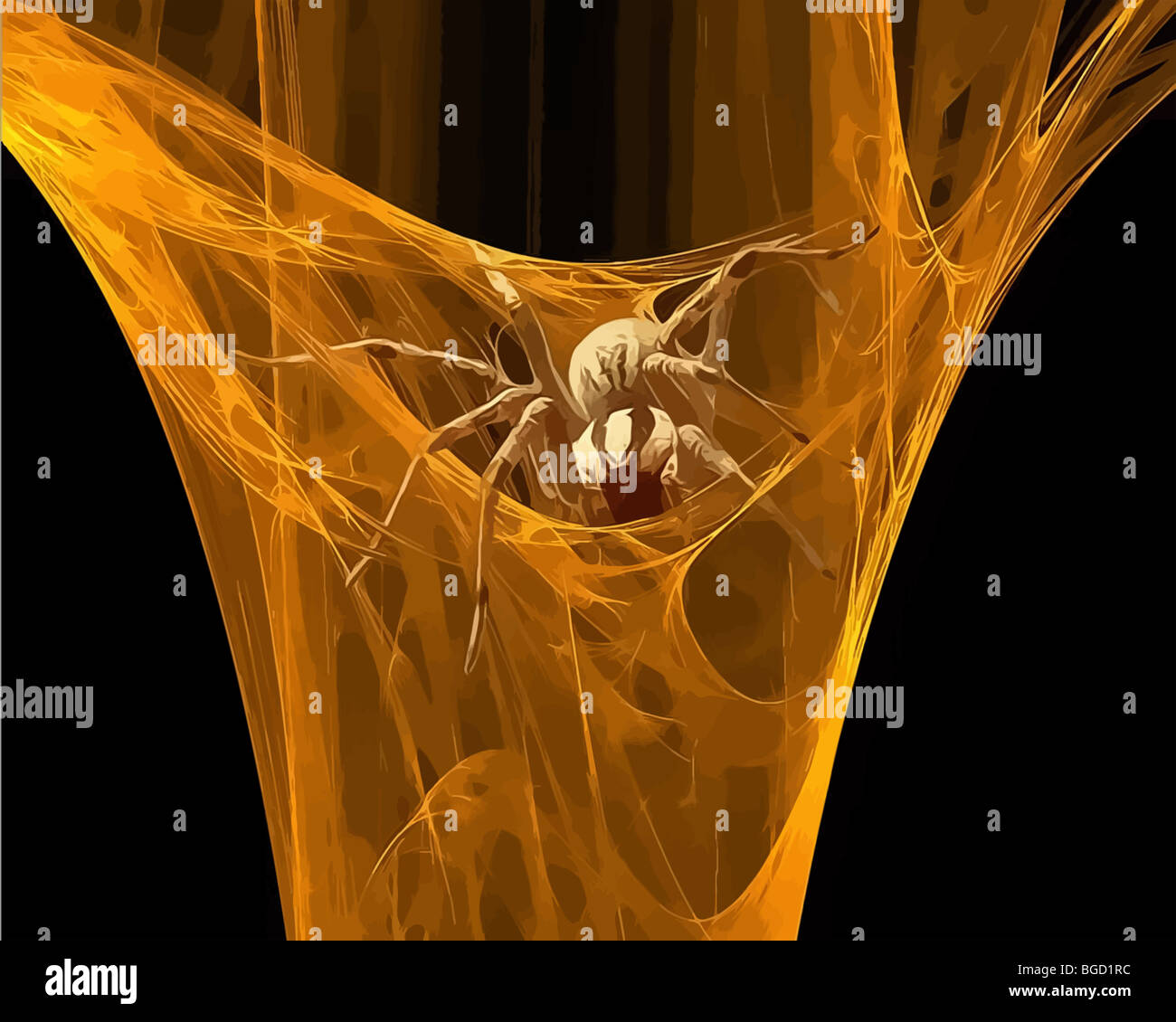 vector illustration of spider in golden web Stock Photo - Alamy