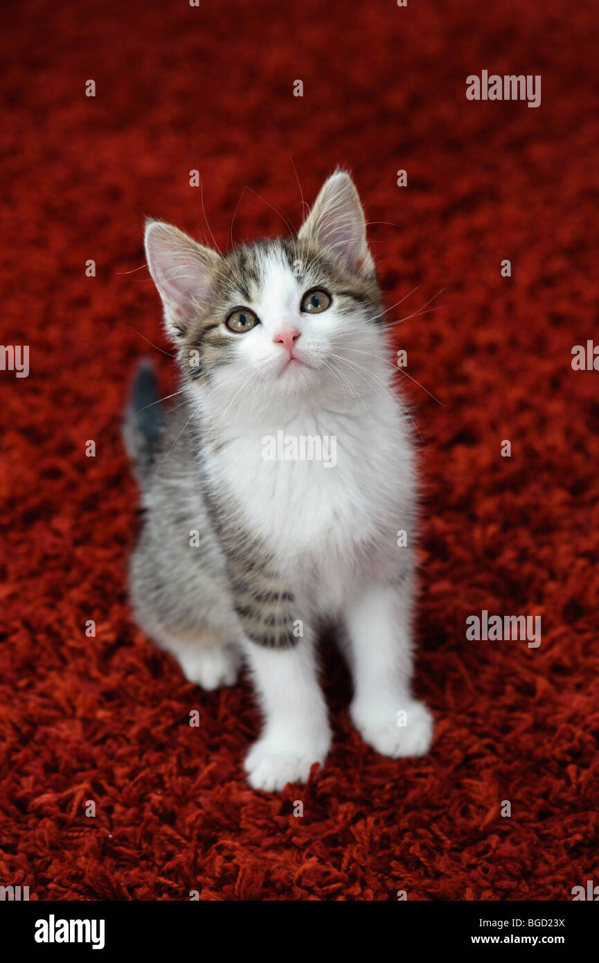 Eine sitzende katze hi-res stock photography and images - Alamy