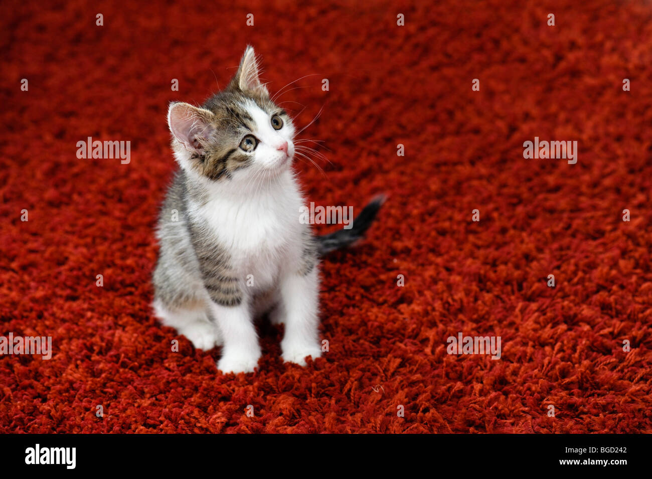 Eine sitzende katze hi-res stock photography and images - Alamy