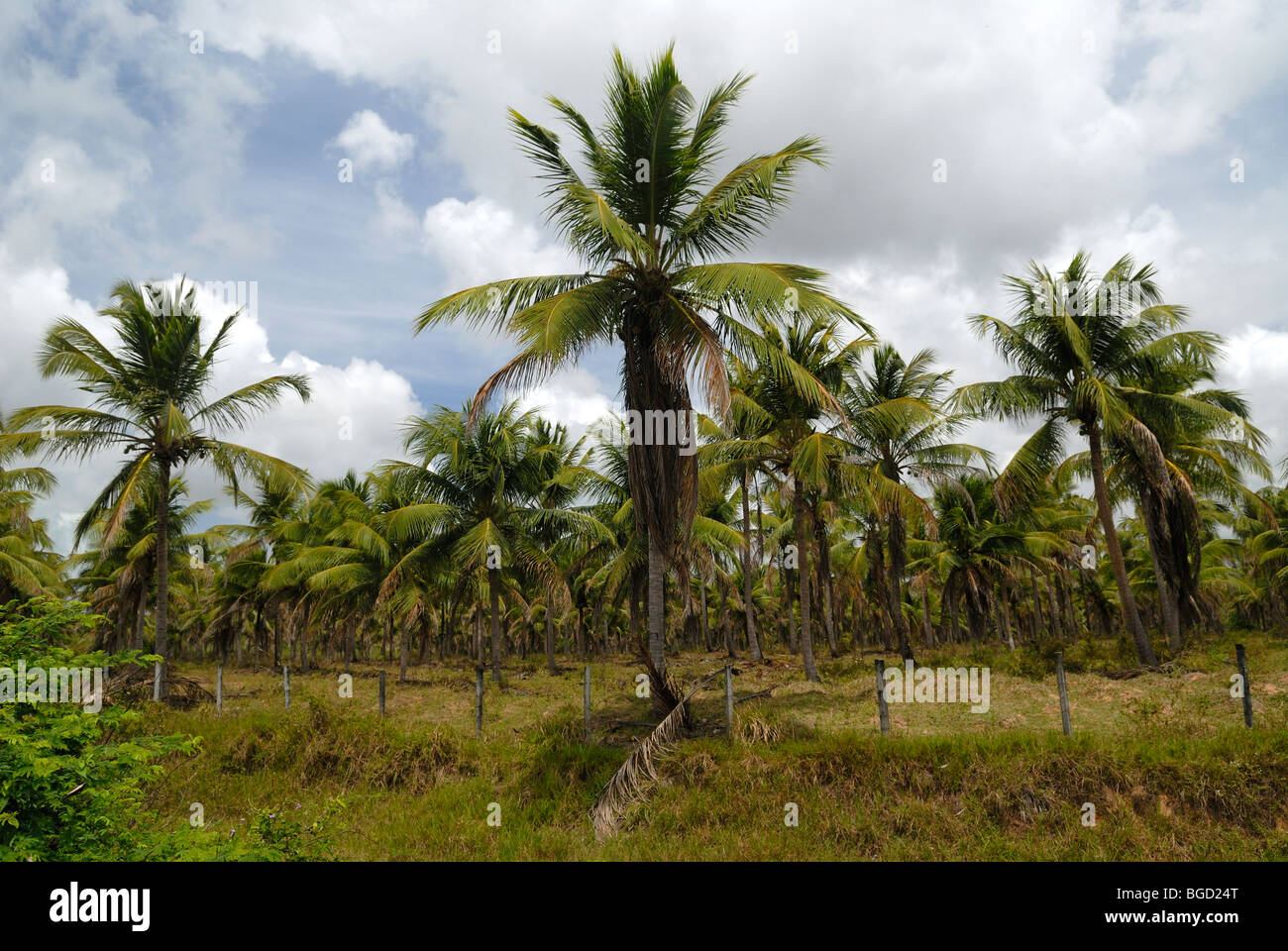 Coconut palm plantations cocos nucifera hi-res stock photography and ...
