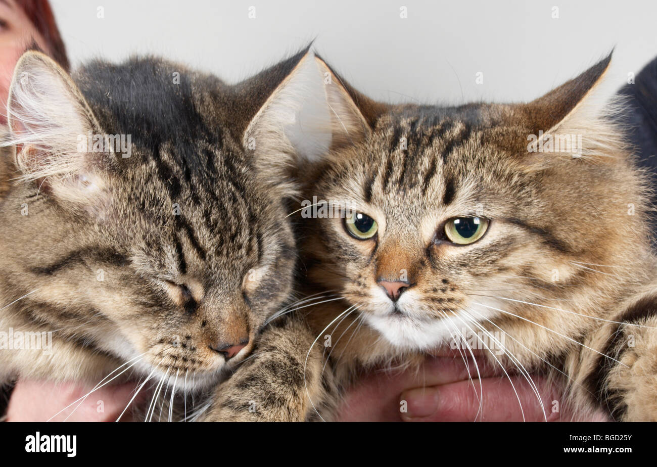 man & woman holding 2 cats Stock Photo - Alamy