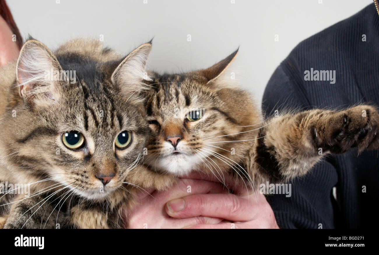 Close up tabby cats paws hi-res stock photography and images - Alamy