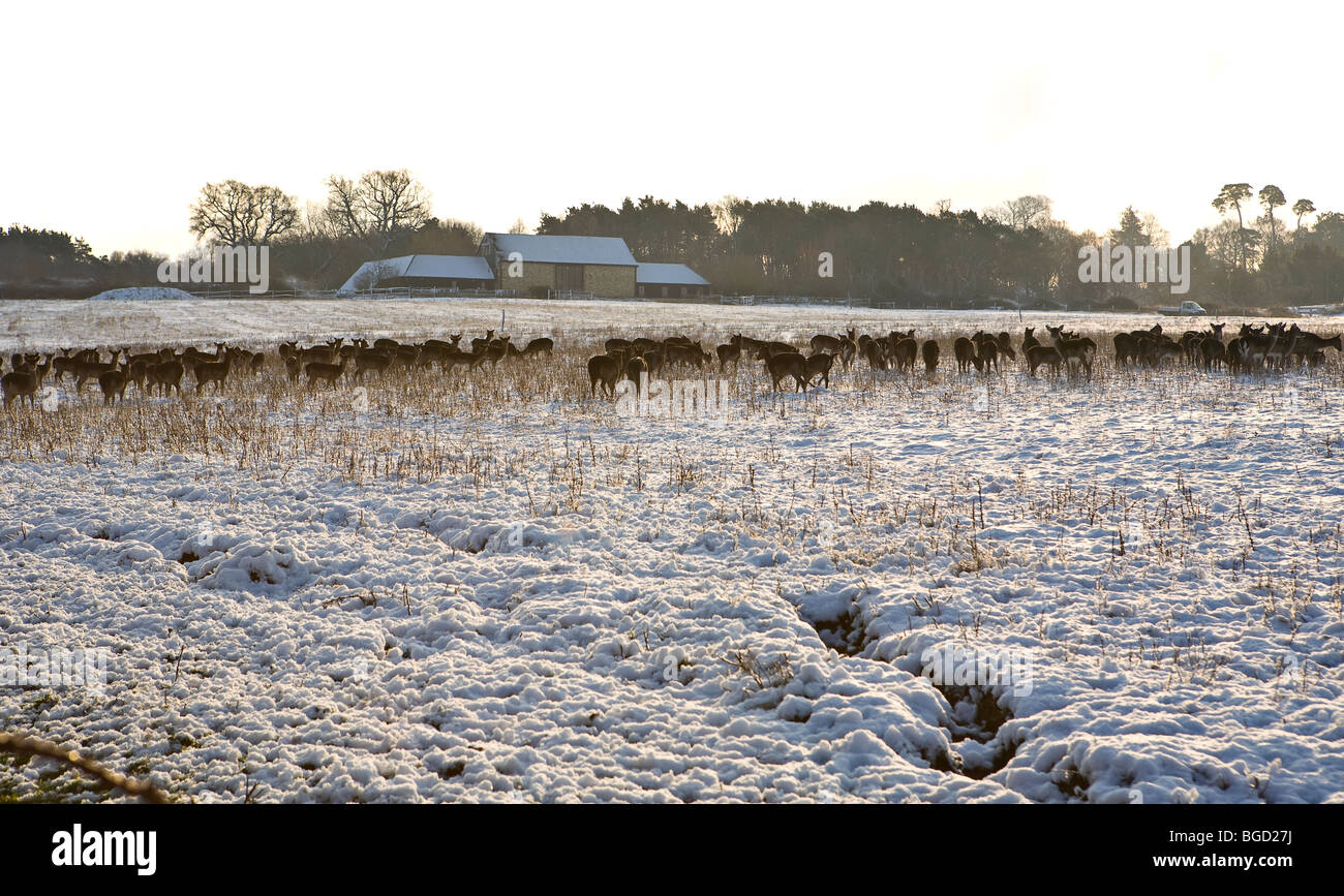 Pulborough brooks nature reserve hi-res stock photography and images ...