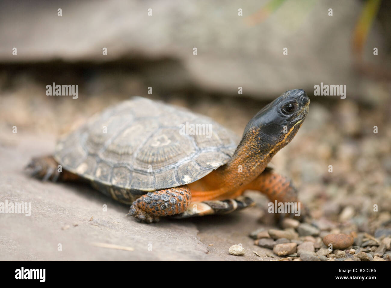 Wood Turtle Glyptemys (Clemmys) insculpta. North America. Noted for its ...