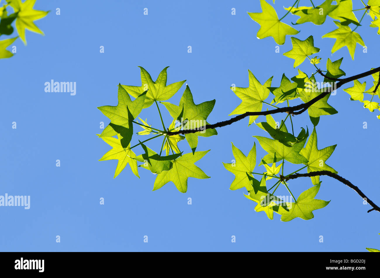 American sweetgum tree hi-res stock photography and images - Alamy