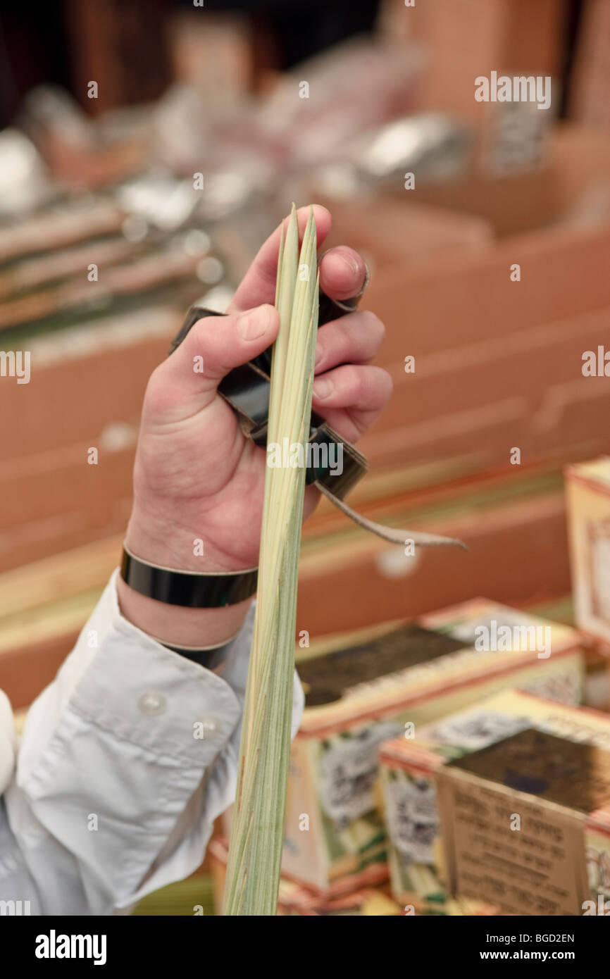 Israel. A Boy checks a Lulav (Palm Branch) used for ritual purposes in ...