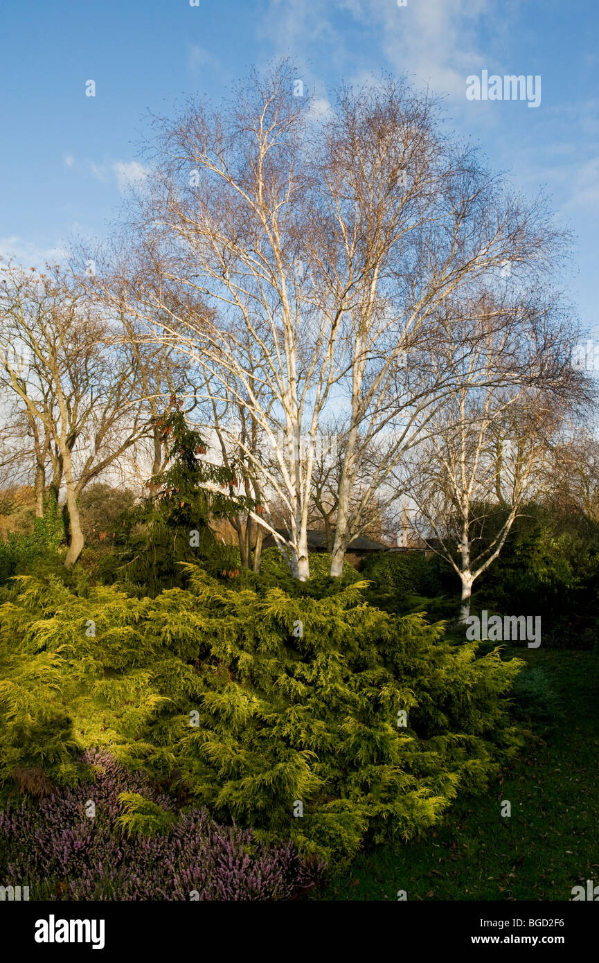 bare silver birch trees in Winter in Regents Park London Stock Photo ...