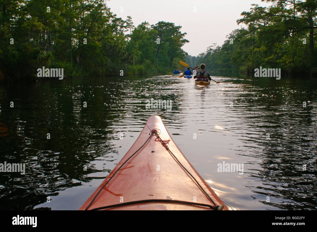 Kayaks on the Alligator River in eastern North Carolina, USA, part of ...