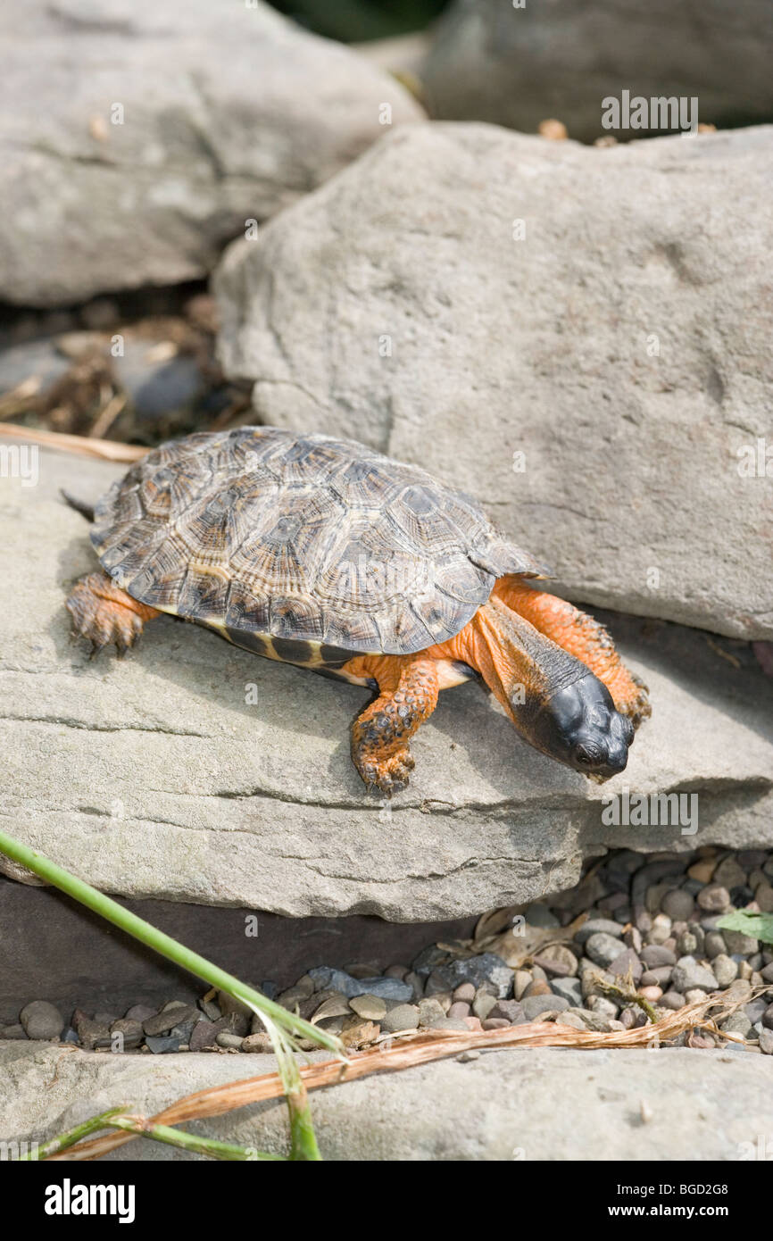 Wood Turtle Glyptemys (Clemmys) insculpta. North America. Descending a ...