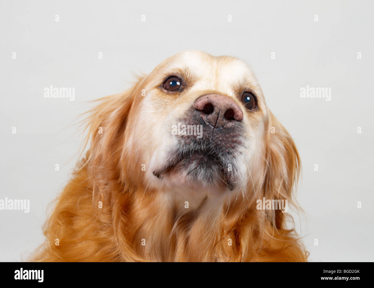 golden lab retriever Stock Photo - Alamy