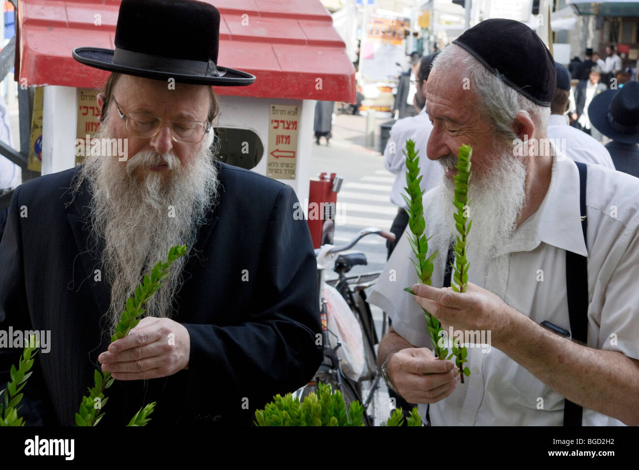 Bnei Brak, Israel. Two orthodox Jews check a Hadas (myrtle) used in ...