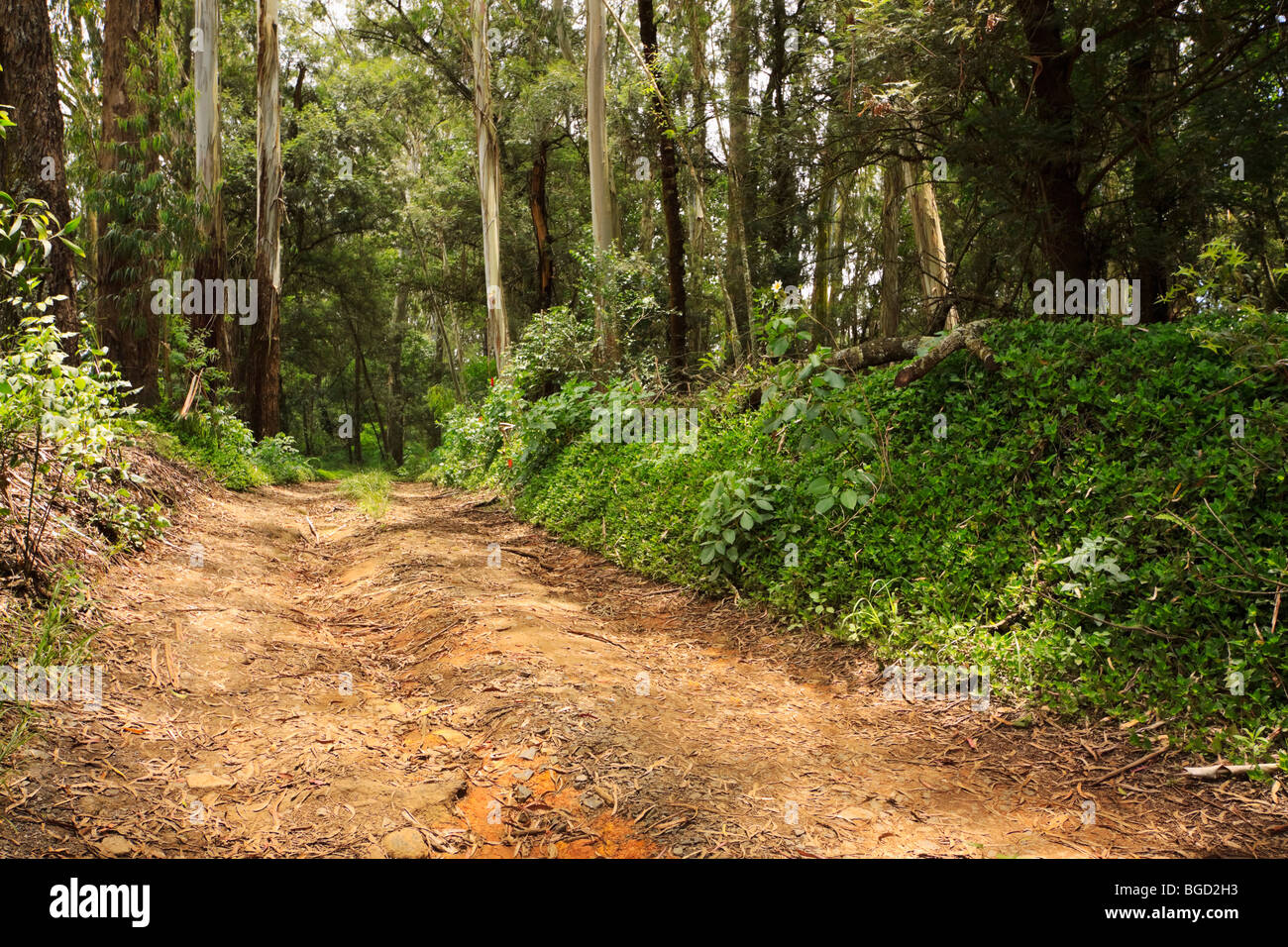 Lush road hi-res stock photography and images - Alamy
