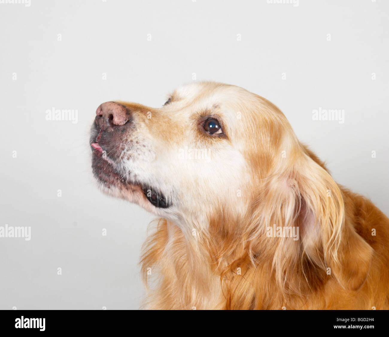 golden lab retriever Stock Photo - Alamy