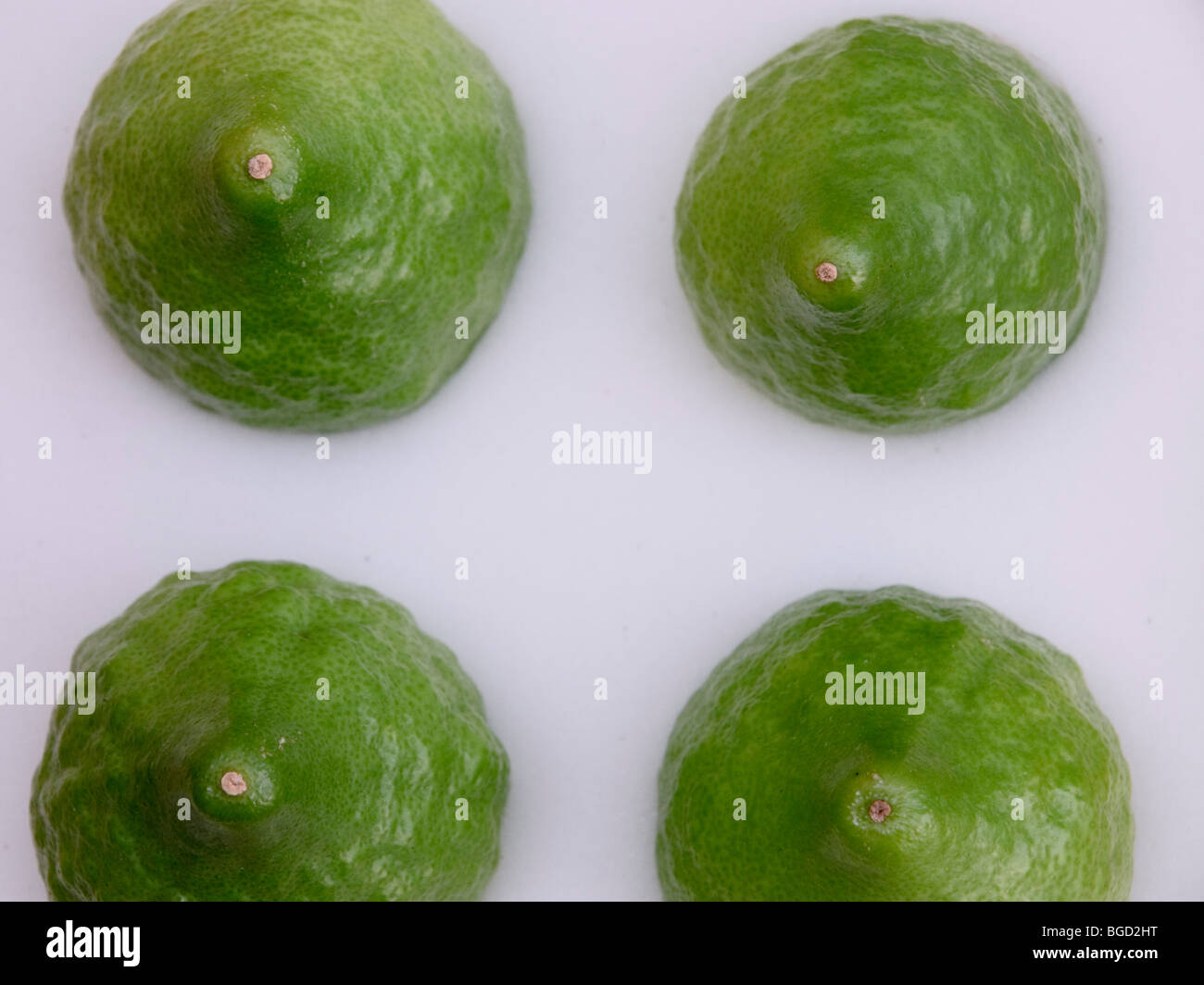 Israel. Ethrog (citron) fruits, used for Jewish Rituals at the Succot ...