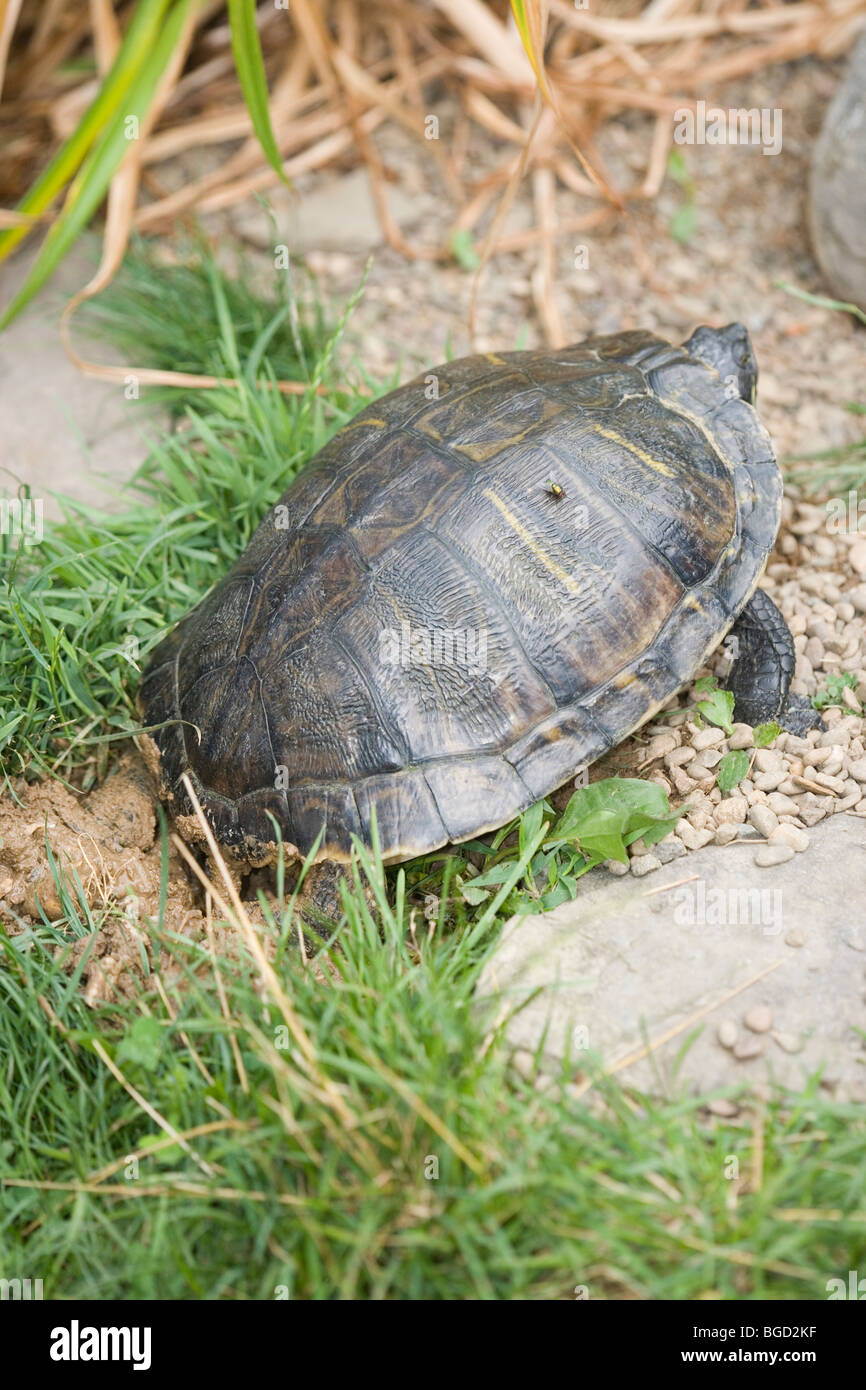 Red-eared Turtle (Trachemys scripta elegans). Female digging nesting ...