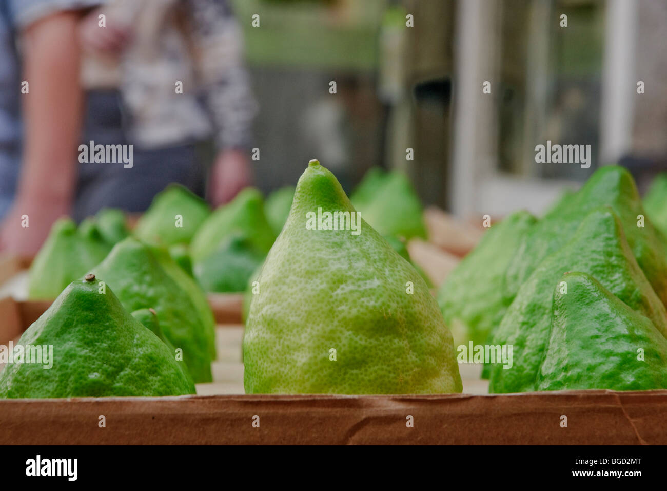 Israel. Ethrog (citron) fruits, used for Jewish Rituals at the Succot ...