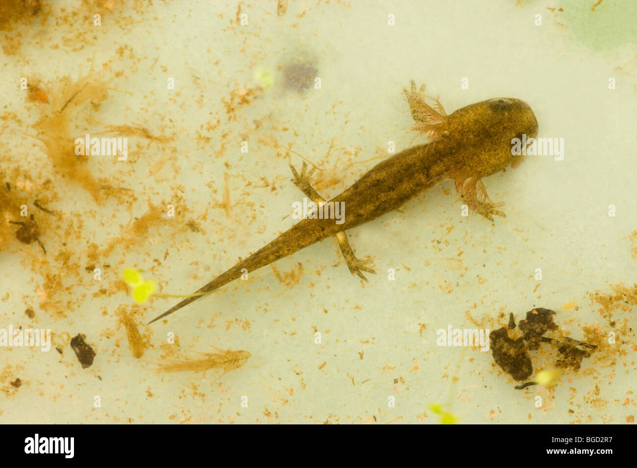 Bebé Salamandra De Fuego