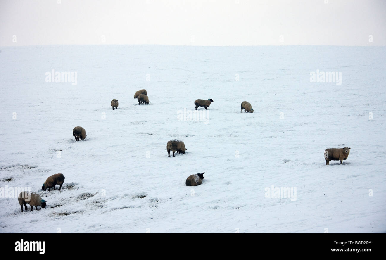 Foraging sheep hi-res stock photography and images - Alamy
