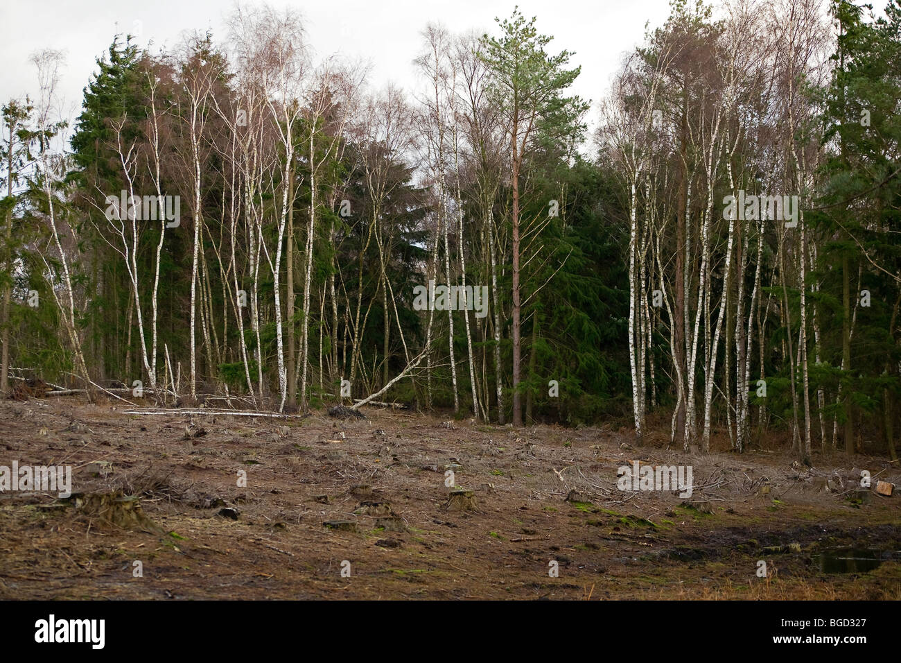 Cleared woodland at Pulborough Brooks Nature Reserve, West Sussex. UK ...