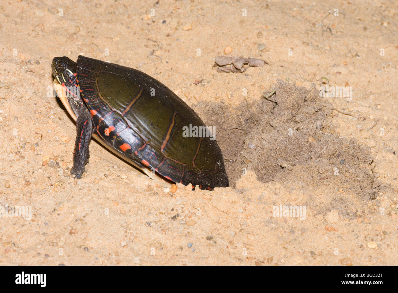 North American Painted Turtle (Chrysemys picta). Female digging nest ...