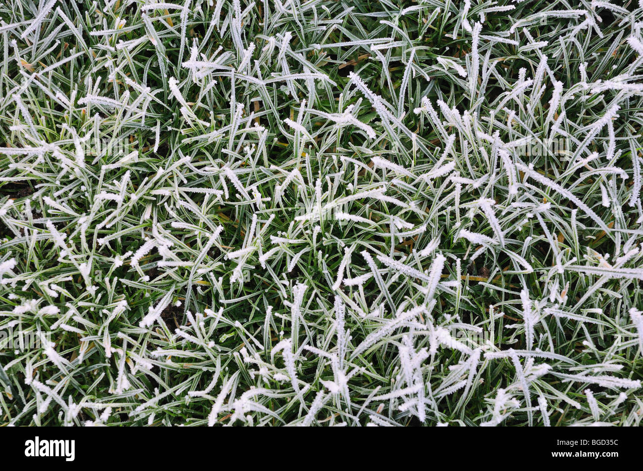 Frost on grass Stock Photo - Alamy