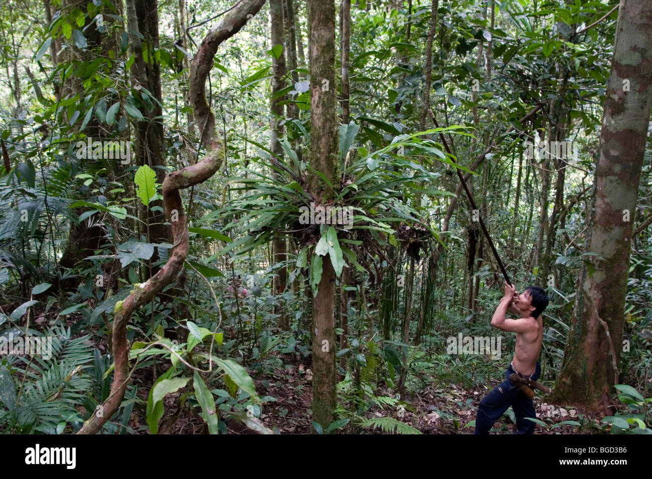 A Penan man hunting in the forest using blow pipe and spear and machete ...