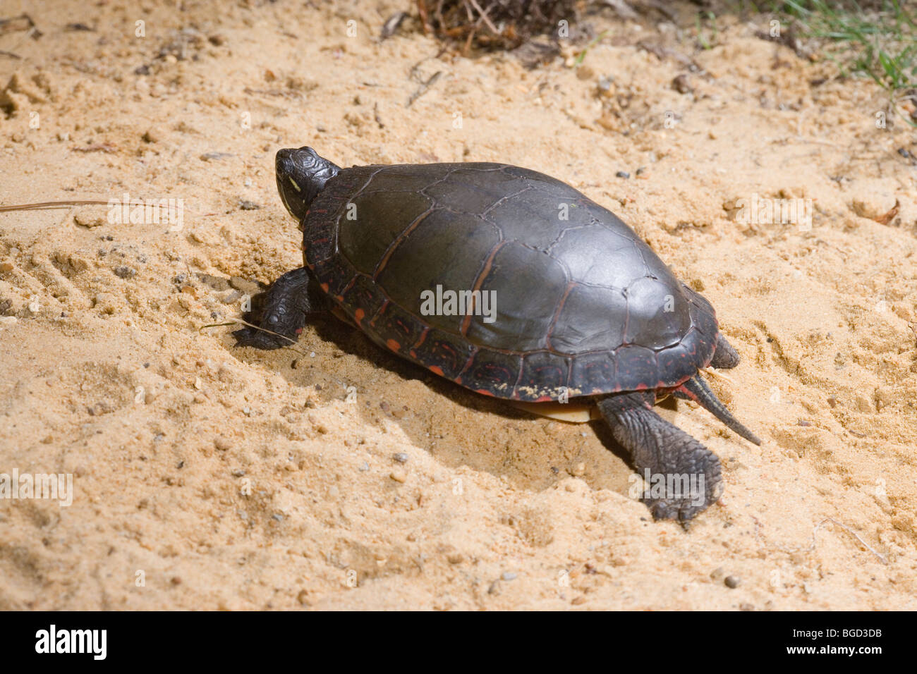 Female Painted Turtle (Chrysemys picta). Leaving nest site having ...