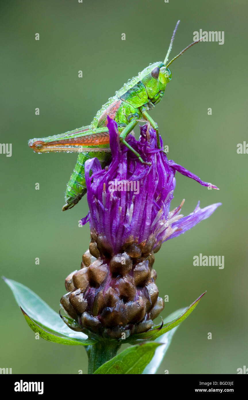 Small Gold Grasshopper (Euthystira brachyptera), Riedener Lake, Lech ...
