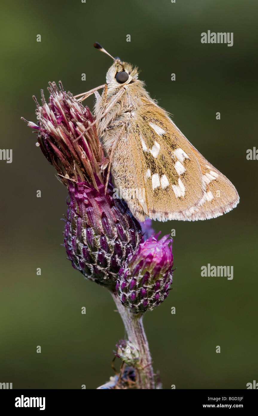 Silver spotted skippers hi-res stock photography and images - Alamy