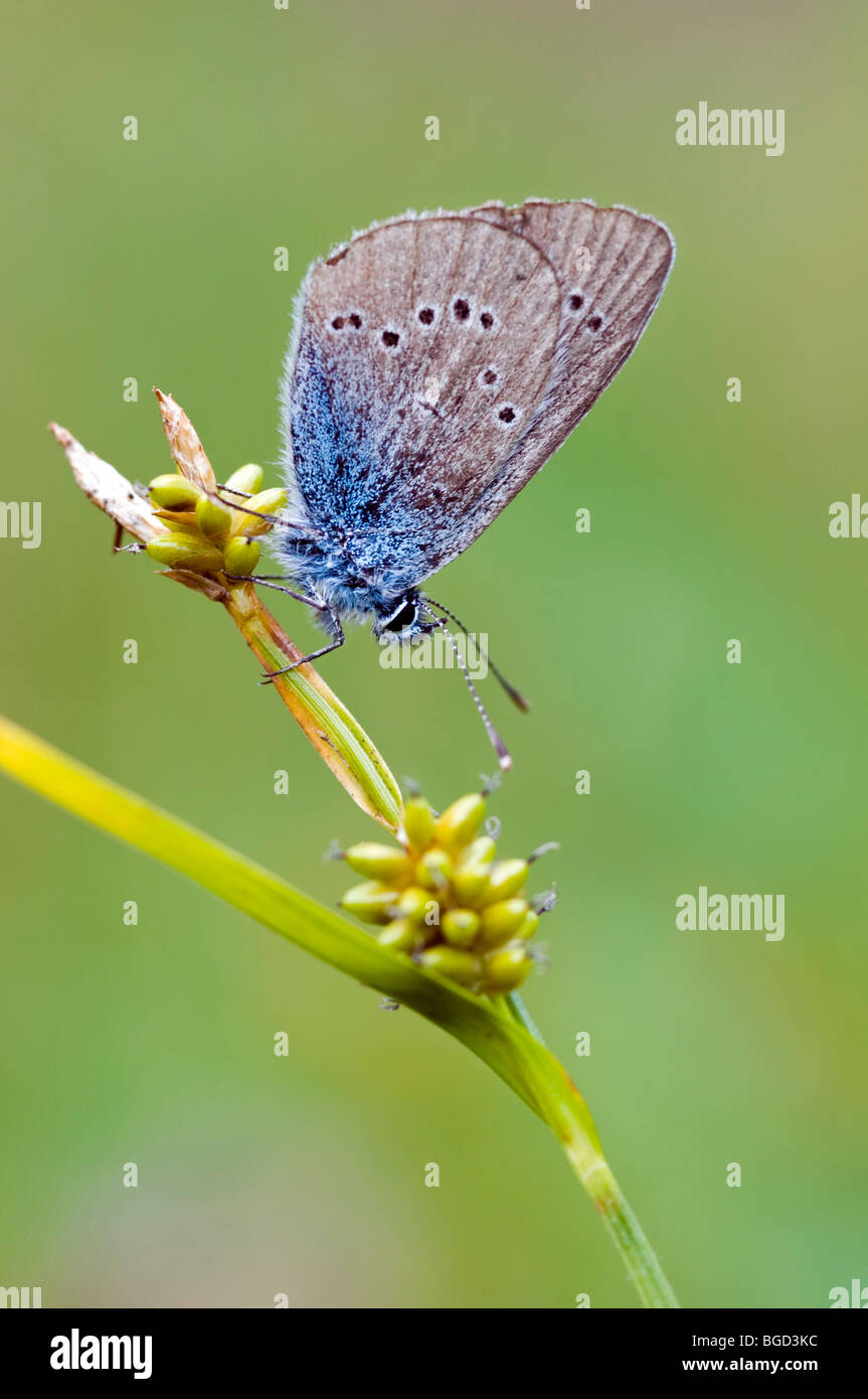 Green underside blue butterfly hi-res stock photography and images - Alamy
