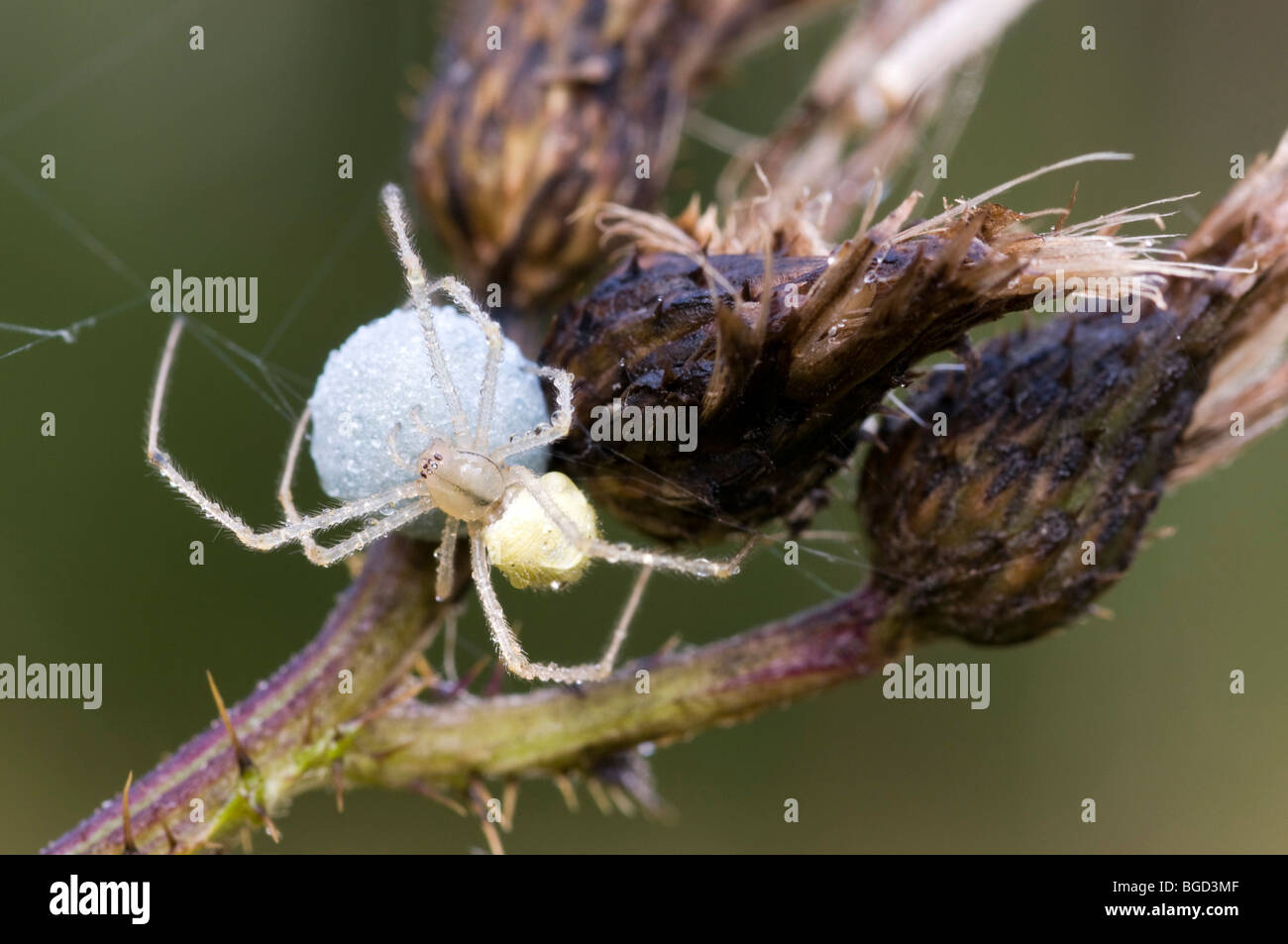 Candy Stripe Spider (Enoplognatha ovata), female, with cocoon, Riedener ...