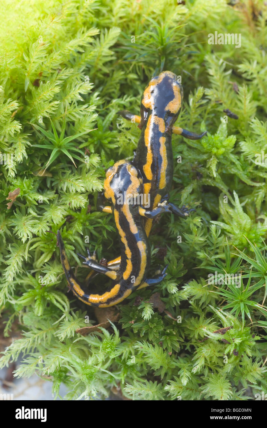 European Fire Salamanders (Salamandra salamandra terrestris). Recently ...