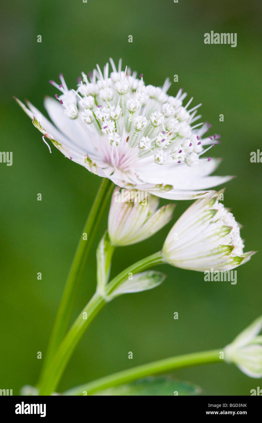 Great Masterwort (Astrantia major), Lake Lutten, Mittenwald, Bavaria ...