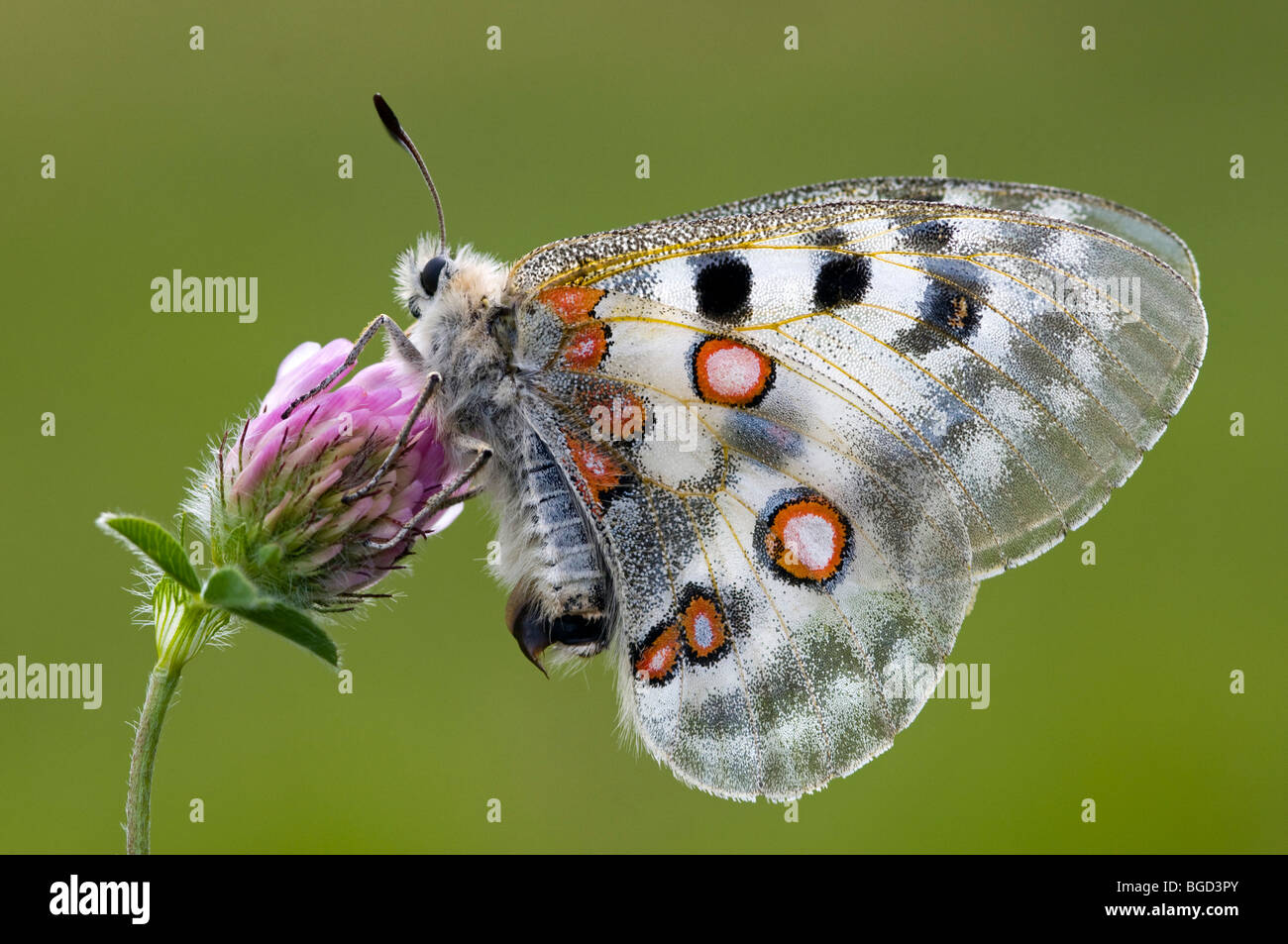 Apollo butterfly (Parnassius apollo), Gran Paradiso National Park ...