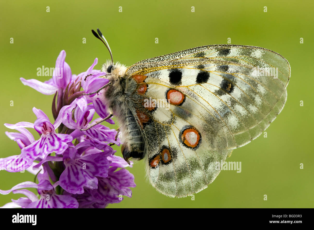 Apollo butterfly (Parnassius apollo), Gran Paradiso National Park ...