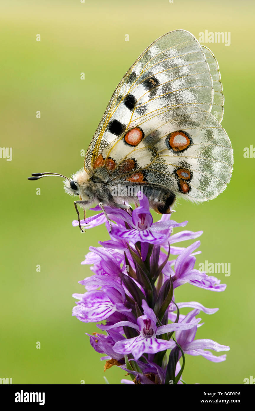 Apollo butterfly (Parnassius apollo), Gran Paradiso National Park ...