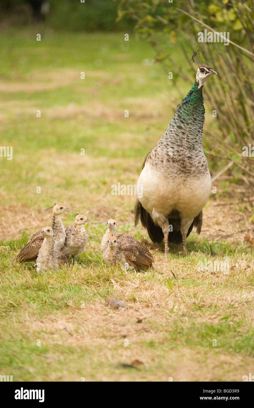 Peahen chicks hi-res stock photography and images - Alamy