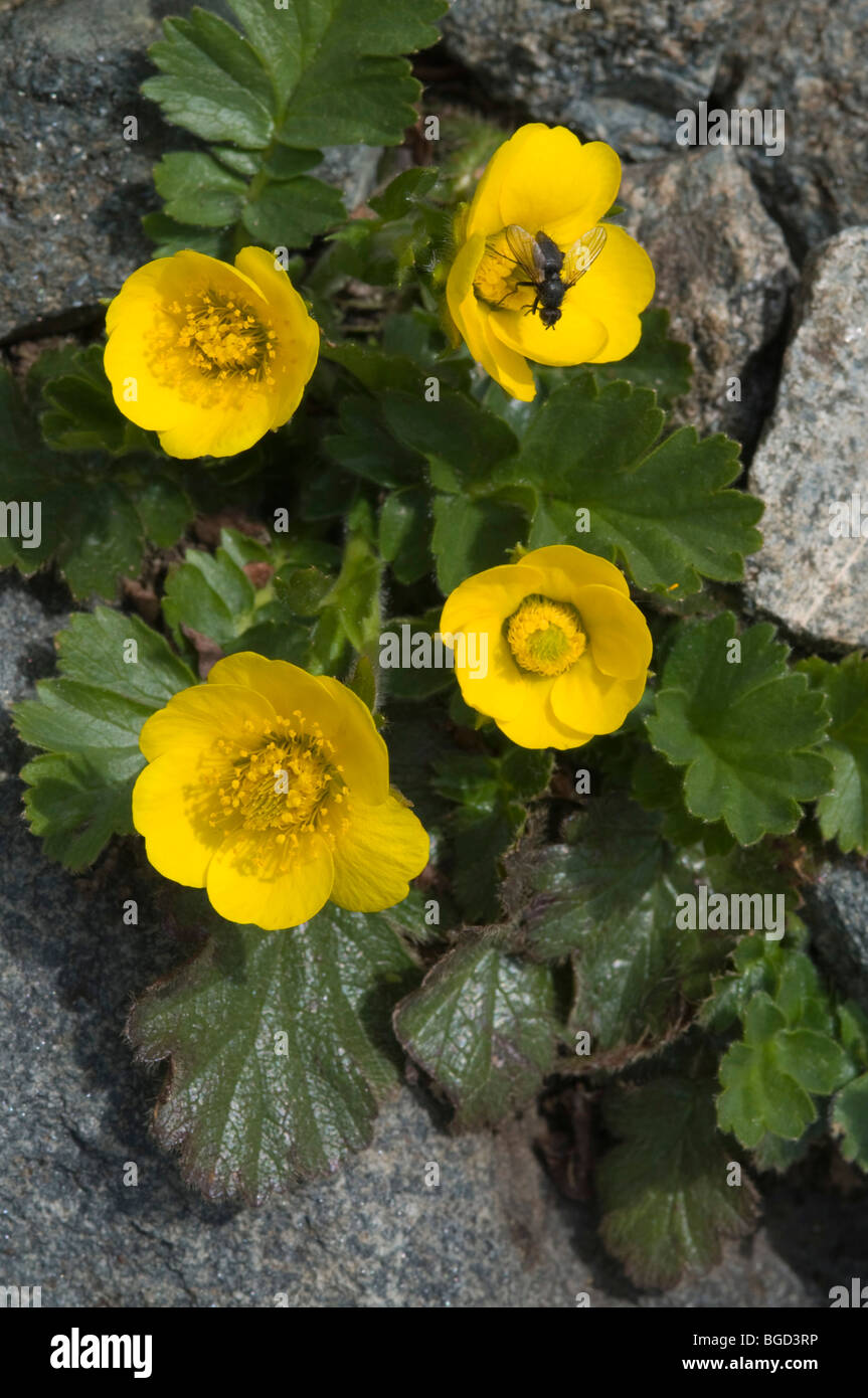 Mountain Buttercup (Ranunculus montanus), Gran Paradiso National Park ...
