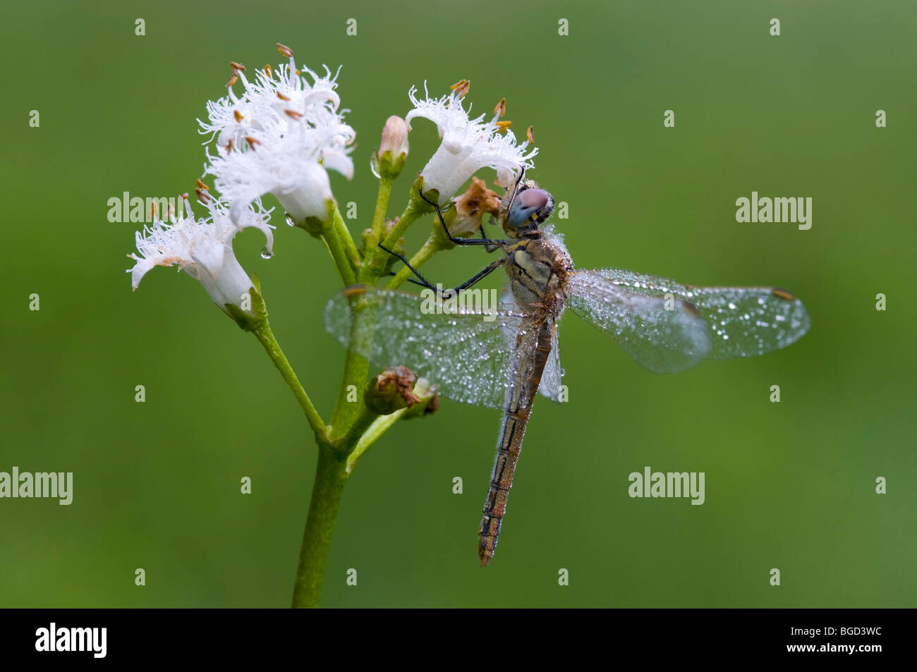 Sympetrum species hi-res stock photography and images - Alamy