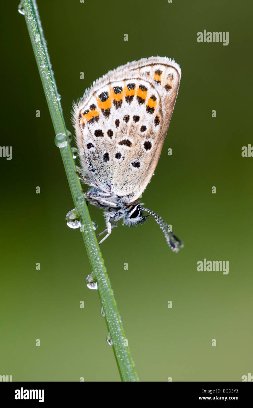 Common Blue (Lycaeides idas), Riedener See, Rieden, Lechtal, Ausserfern ...